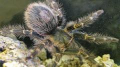 Black tarantula named after Johnny Cash - BBC News