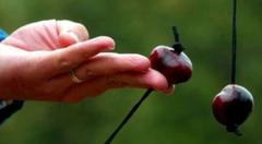 Newsround's smashing guide to the perfect conker! - BBC Newsround