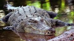 Fears for Australia missing girl after crocodile attack - BBC News