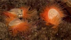 Rare Loch Carron flame shell reef 'devastated' by scallop dredger - BBC ...