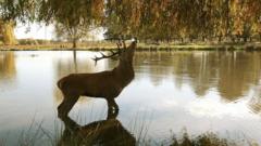 Why kangaroo culling divides Australia - BBC News