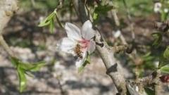 Huge scale of California pollination event - BBC News