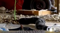 Snake robot teams up with search-and-rescue dog in US - BBC News