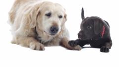 Dog calls Thames Valley Police after dialling 999 and 'breathing ...