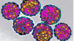 A decade on, vaccine has halved cervical cancer rate - BBC News