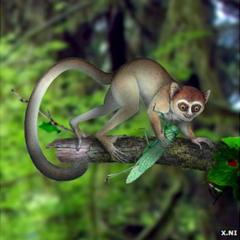 Tiny Chinese Archicebus fossil is oldest primate yet found - BBC News