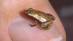 Frogs' chorus leads to discovery of new species in US - BBC News