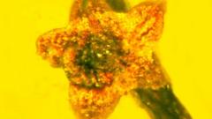 Extinct plant species discovered in amber - BBC News