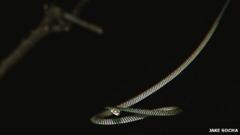 Secrets of flying snakes revealed - BBC News