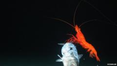 New Hebrides trench: First look at unexplored deep sea - BBC News