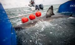 Great white shark's epic ocean trek - BBC News