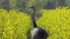 Rhea birds running wild on Hertfordshire housing estate - BBC News