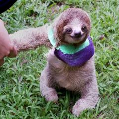 How sloths breathe upside down explained by scientists - BBC News