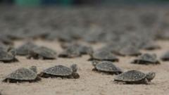River turtle mothers 'talk' to their hatchlings - BBC News