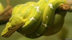Tree-hugging snakes squeeze tight for safety - BBC News