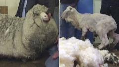 Lamb born with no wool given fluffy fleece - BBC News