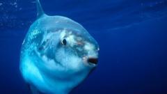 Hoodwinker sunfish: Rare fish washes up on California beach - BBC News