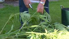 Pensioner unwittingly grows cannabis plant from bird seeds - BBC News
