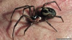 False widow spider bite 'led to finger amputation' - BBC News