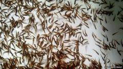 Trout farming in land-locked Lesotho is an export success - BBC News