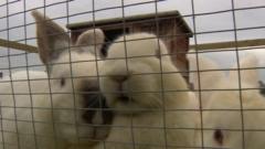 T&S Rabbits farm closure to see about 250 rabbits given to activists ...