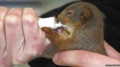 Baby red squirrel rescued after mother hit by car - BBC News