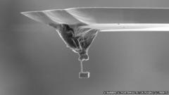 Limpet teeth set new strength record - BBC News