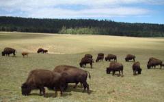 How do you solve a problem like the 'Beefalo'? - BBC News