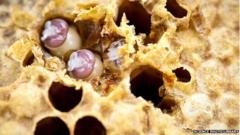 New threats to wild bees identified - BBC News