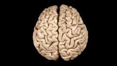 Physics of brain wrinkles copied in a jar - BBC News
