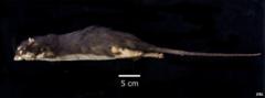 Caribbean super-rat history extracted from DNA - BBC News