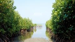 'Let mangroves recover' to protect coasts - BBC News