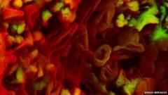 'Blood cells' found in dino fossils - BBC News