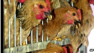 Satu orang dipastikan meninggal karena flu burung - BBC News Indonesia