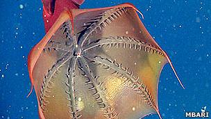 El calamar vampiro que sobrevive comiendo excrementos - BBC News Mundo