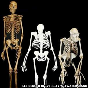 Esqueleto de 2 milhões de anos mistura traços de homem e primata - BBC ...