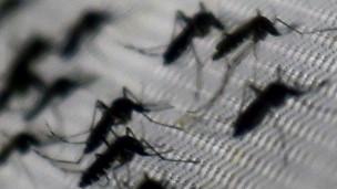 Confirman en EE.UU. el vínculo entre zika y microcefalia - BBC News Mundo