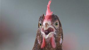 Mike, el pollo que vivió un año y medio sin cabeza - BBC News Mundo
