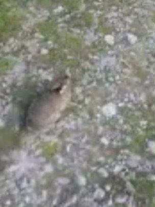 Lincolnshire man filmed himself kicking rabbit across field - BBC News