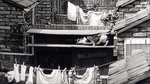 Coronation Street cat's ashes up for auction - BBC News