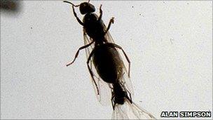 Flying ants stage annual mating ritual - BBC News