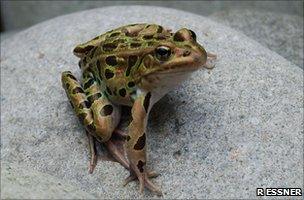 Bellyflop shows how frogs evolved - BBC News