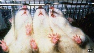 Experiments with genetically modified animals increase - BBC News