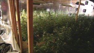 Police raid cannabis factory in Nottinghamshire - BBC News