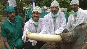 Indian dentists repair elephant's cracked tusk - BBC News
