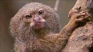 Rare monkey 'on loose' in County Tyrone - BBC News