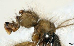 Bizarre hairy fly is rediscovered - BBC News