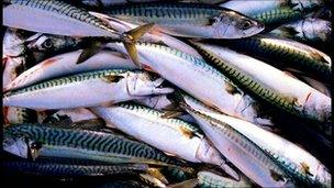 Scottish fishermen condemn Iceland mackerel quota move - BBC News