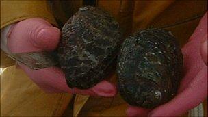 Shore gatherers out for first ormering tide of 2011 - BBC News