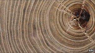 Roman rise and fall 'recorded in trees' - BBC News